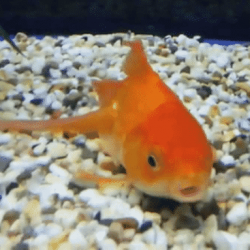 Is it normal for fish to stay at bottom of tank?