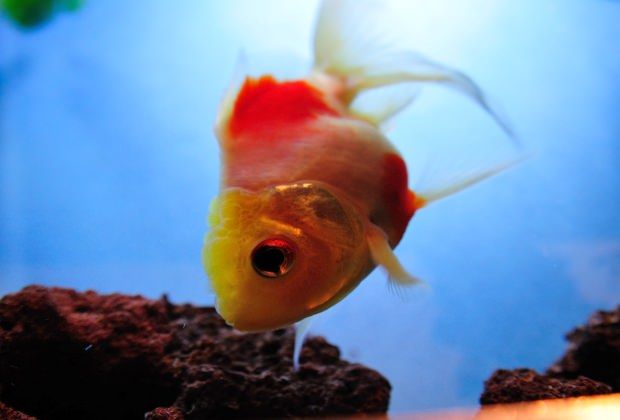 Is it normal for goldfish to throw up?