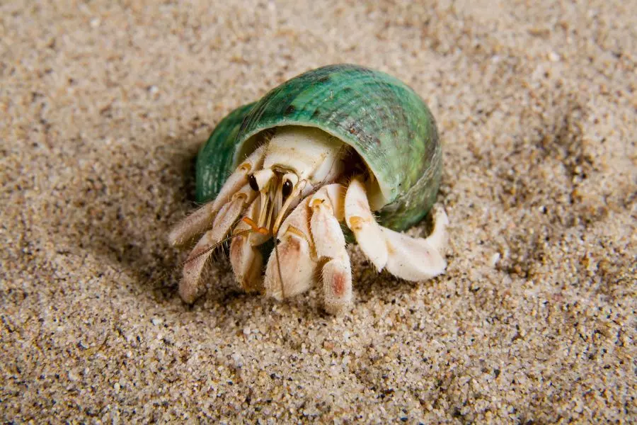 Is it normal for new hermit crabs to not move?