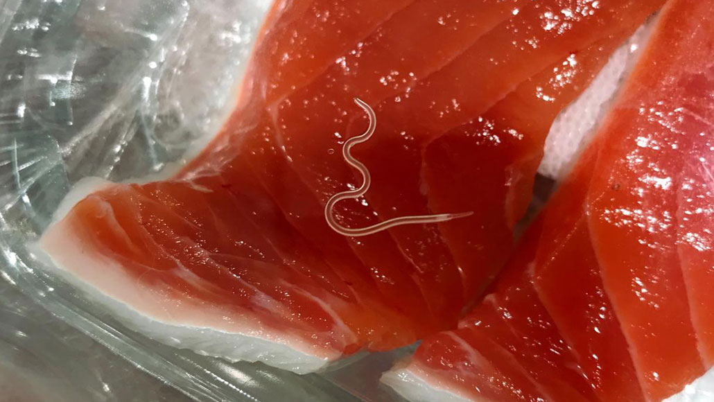 Is it normal to find worms in fish?