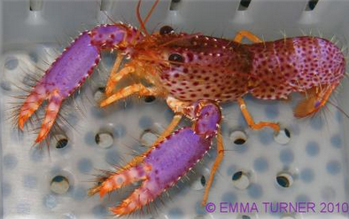 Is it OK for lobster to be pink?