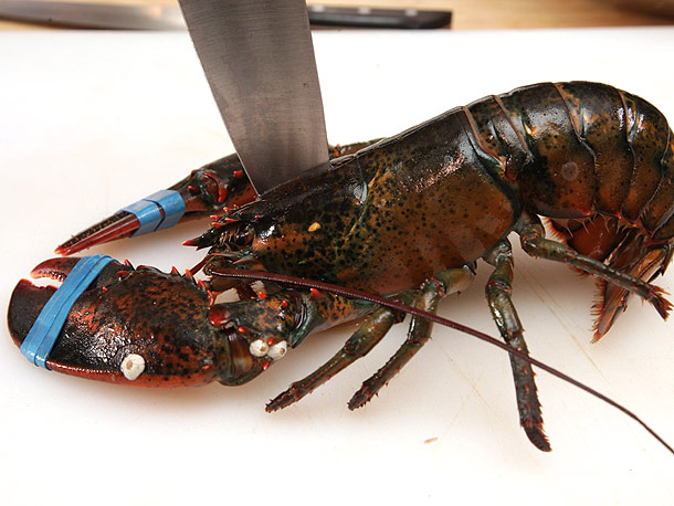 Is it OK to boil a dead lobster?