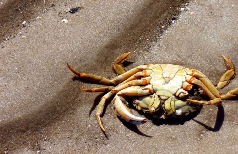 Is it OK to cook dead crabs?