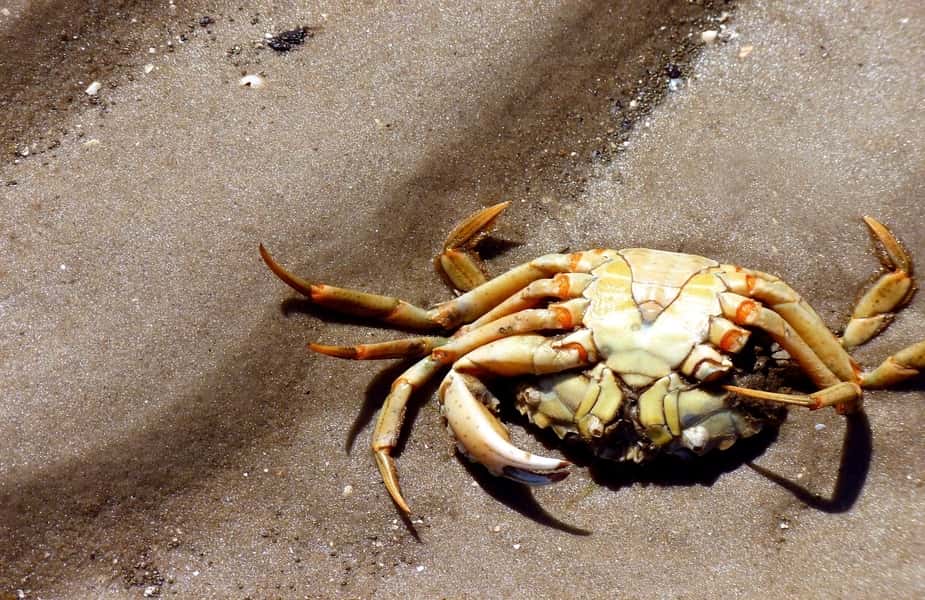 Is it OK to eat a dead crab?