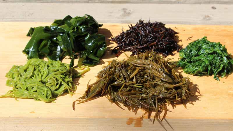 Is it OK to eat seaweed everyday?