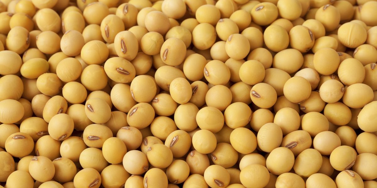 Is it OK to eat soybean daily?