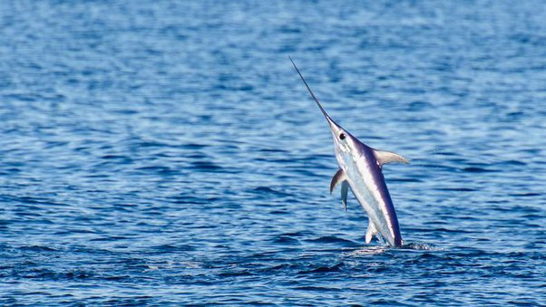 Is it OK to eat swordfish occasionally?