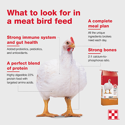 Is it OK to feed meat to chickens?