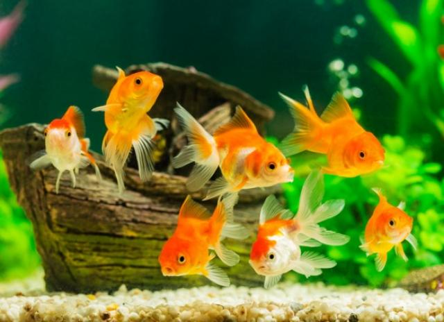 Is it OK to keep fish in aquarium?