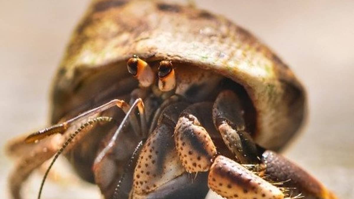 Is it OK to only have one hermit crab?