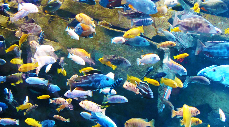 Is it OK to overstock a fish tank?