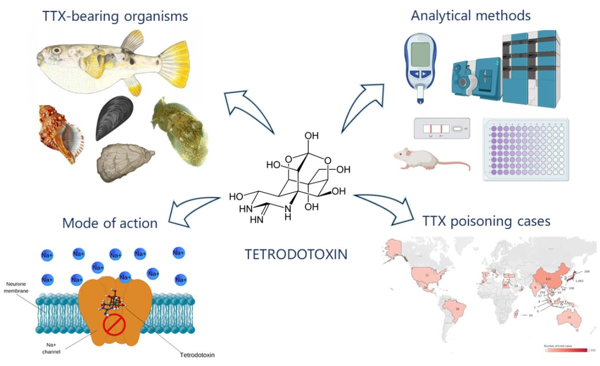 Is it possible to survive tetrodotoxin?