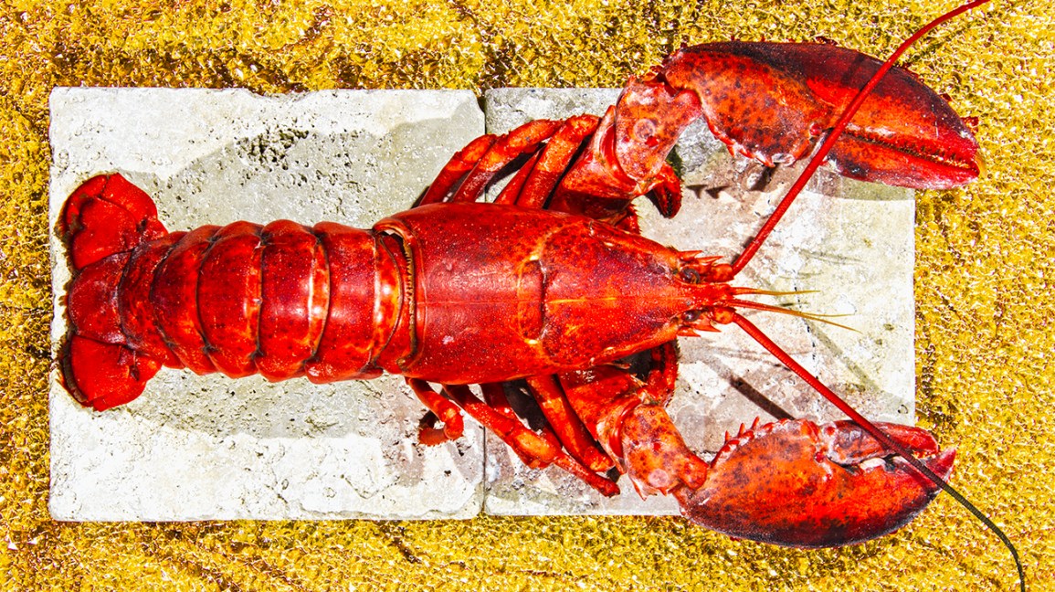 Is it safe to eat a lot of lobster?