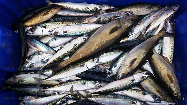Is it safe to eat Atlantic mackerel?