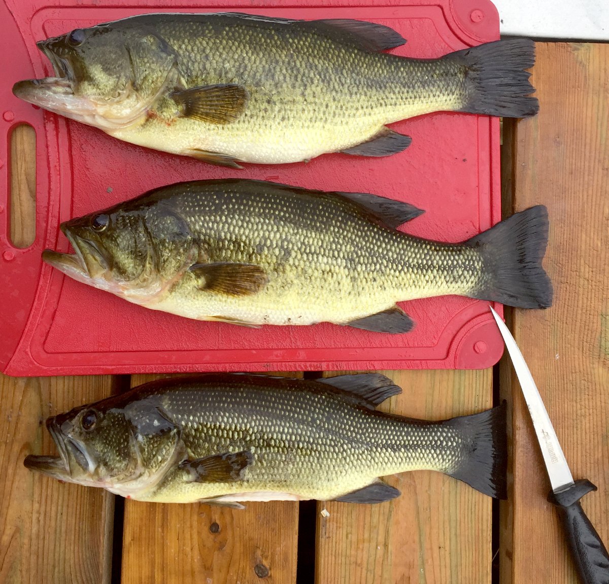 Is it safe to eat bass fish?