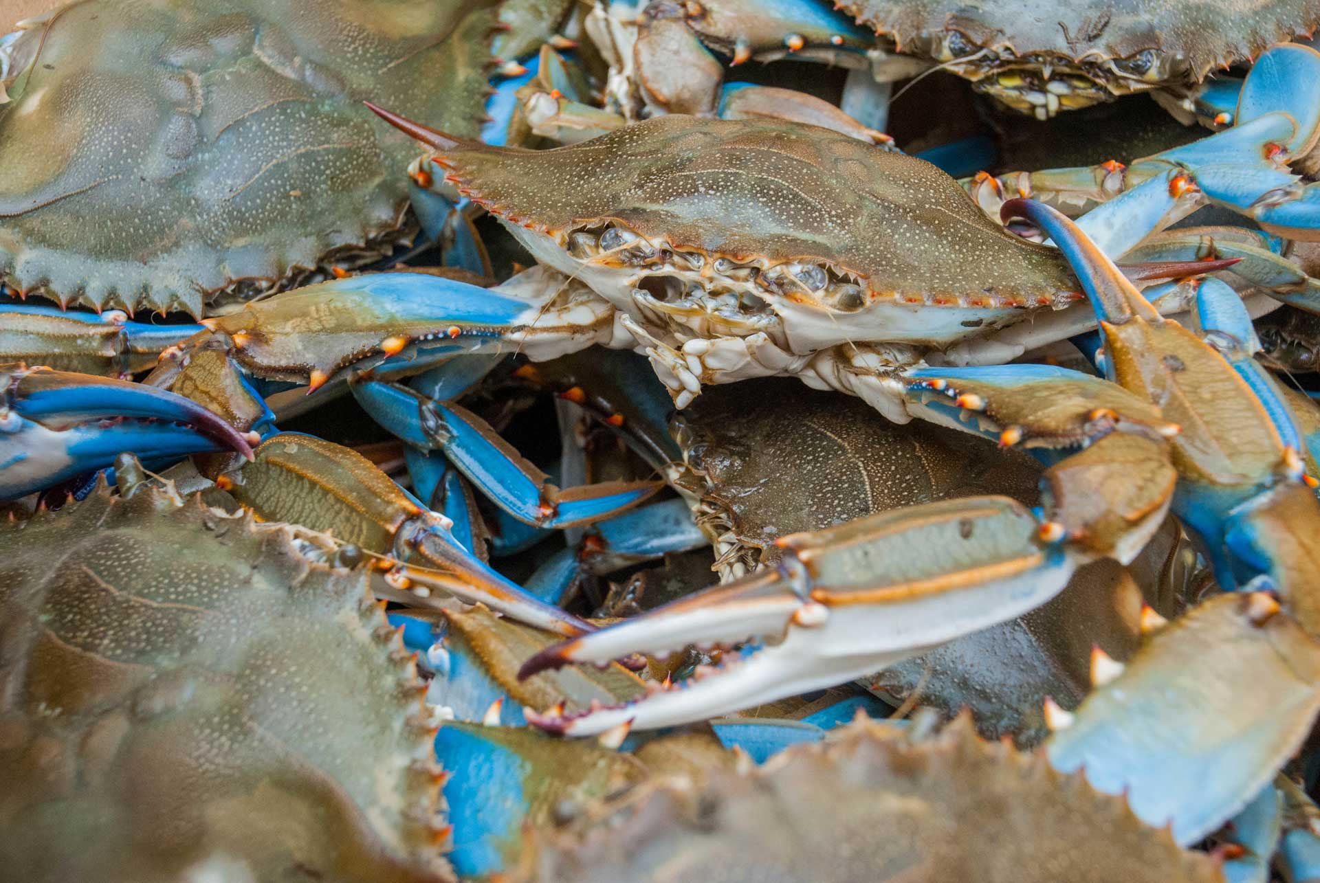 Is it safe to eat blue crabs after being on Ice?