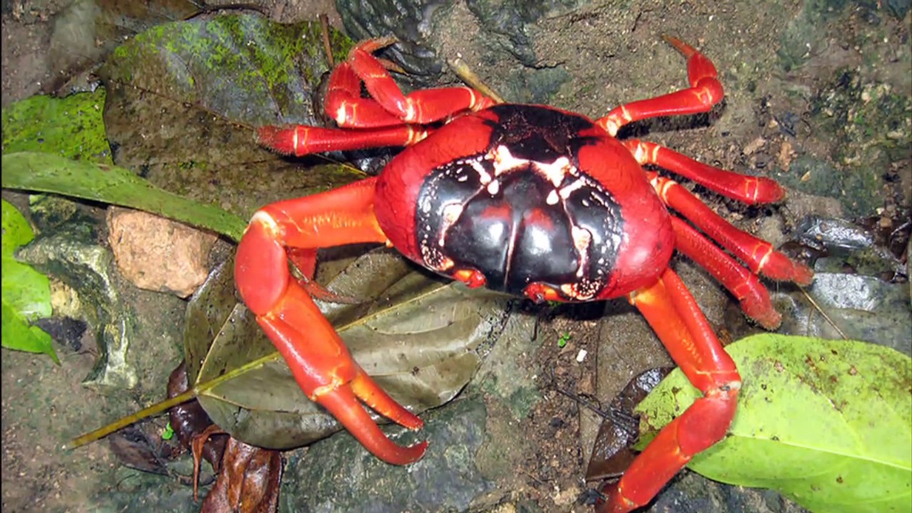 Is it safe to eat Christmas Island Crab?