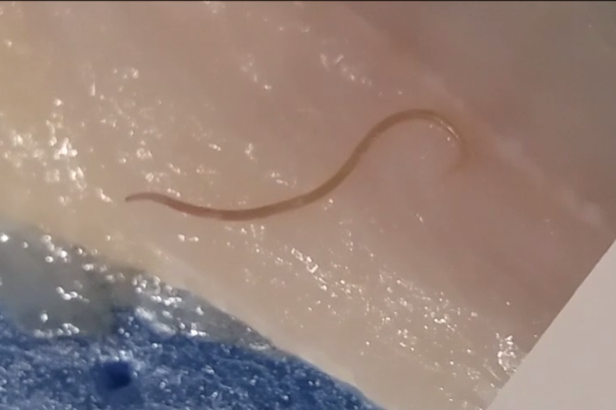 Is it safe to eat cod fish with worms?