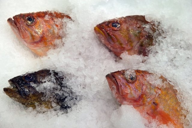 Is it safe to eat fish out of the Puget Sound?