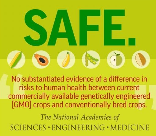 Is it safe to eat GMO?