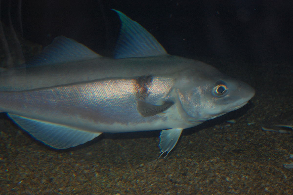 Is it safe to eat haddock?