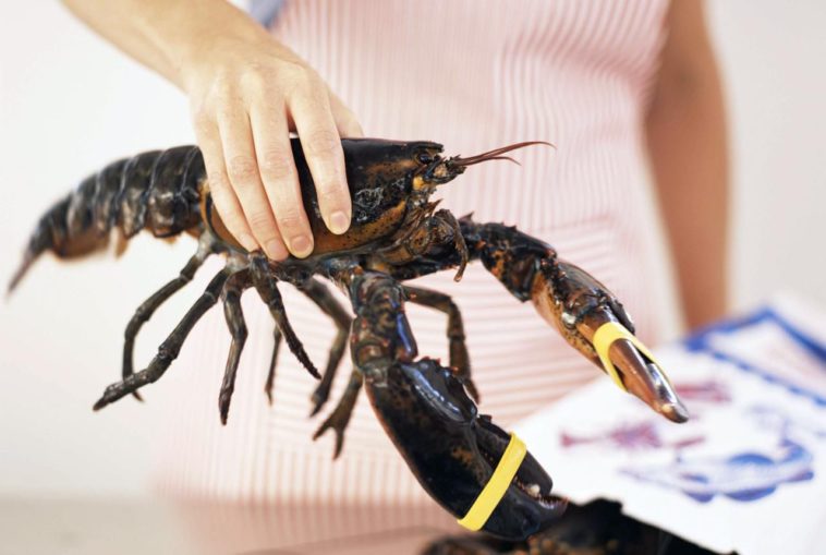 Is it safe to eat mushy lobster?