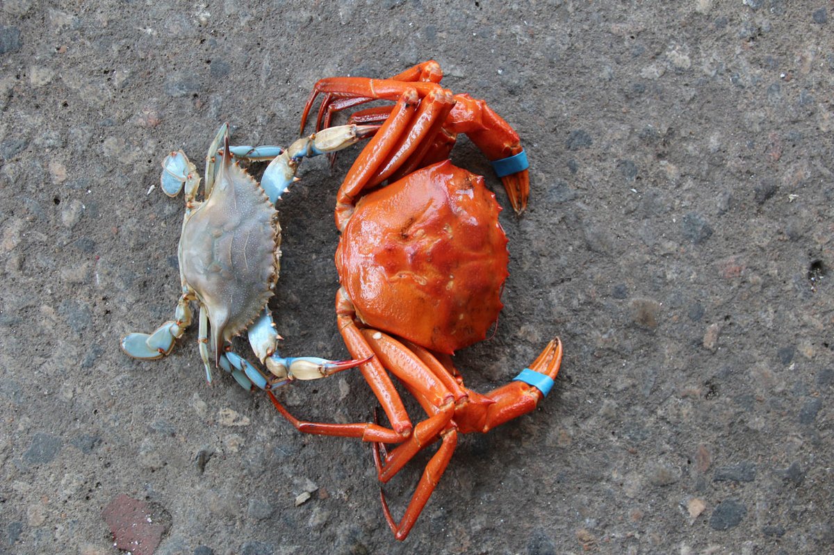 Is it safe to eat red crabs?