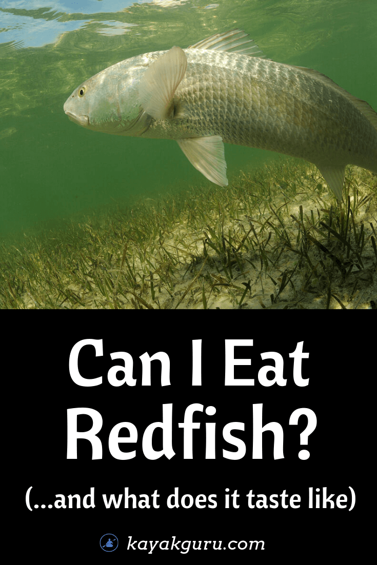 Is it safe to eat red drum fish?