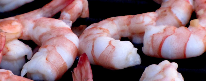 Is it safe to eat shrimp?