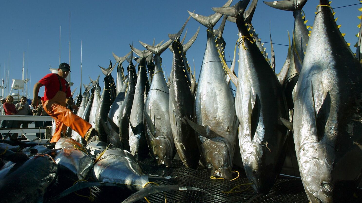 Is it safe to eat tuna from the Pacific ocean?