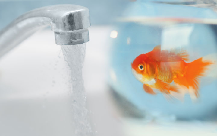 Is it safe to put fish in tap water?