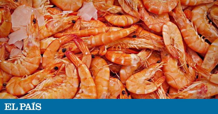 Is it safe to suck shrimp heads?