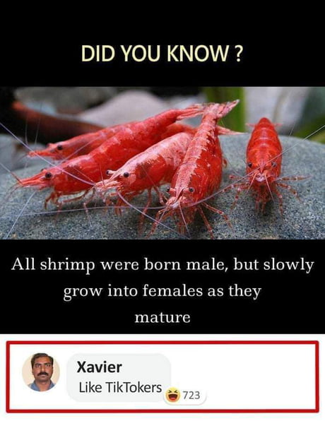 Is it true all shrimps are born male?