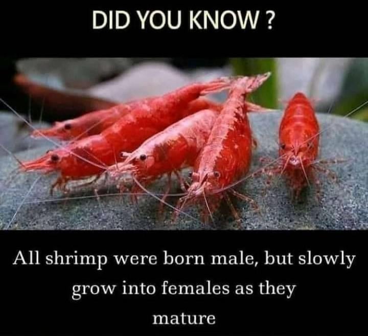 Is it true that shrimp are all born as male?