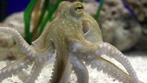 Is it unethical to eat octopus?