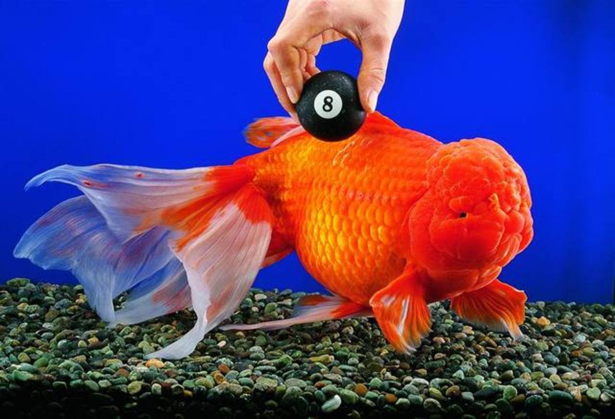 Is it unethical to have a goldfish?