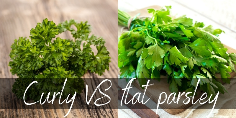 Is Italian or regular parsley better?