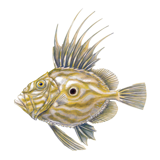 Is John Dory fish poisonous?