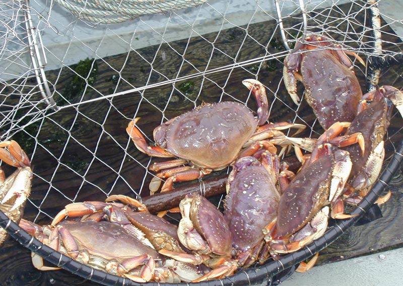 Is June a good month for crabbing in Oregon?