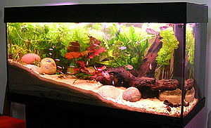 Is keeping fish a good hobby?