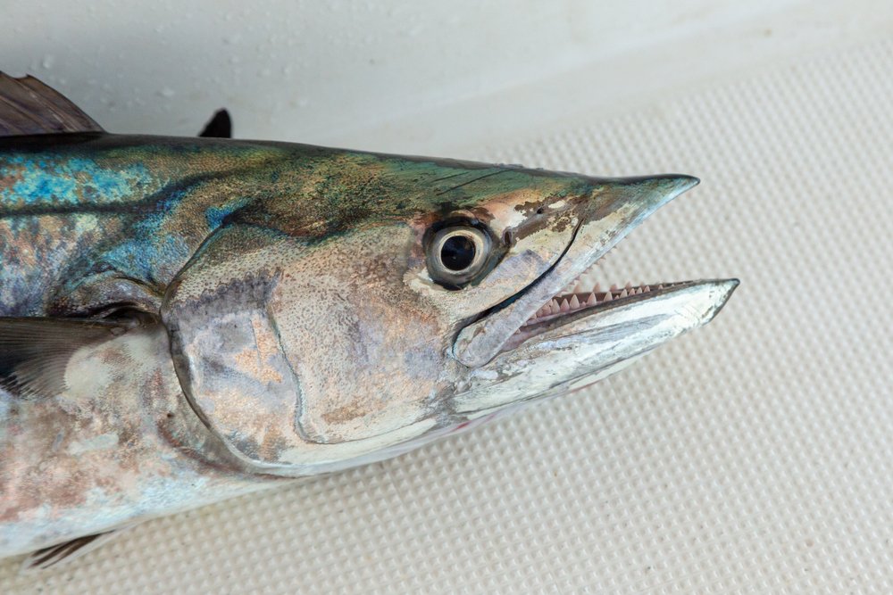 Is kingfish a good fish to eat?