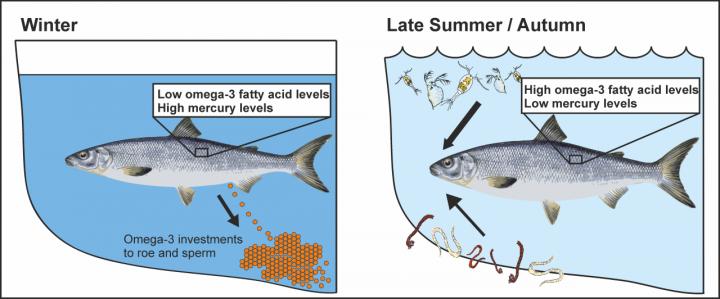Is lake whitefish high in mercury?