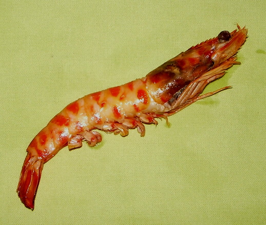 Is langostino actually lobster?