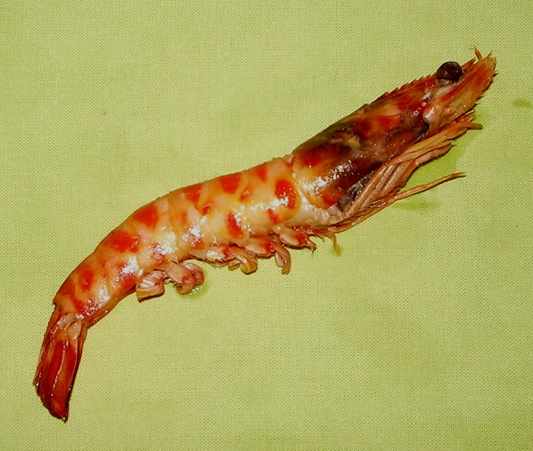 Is langostino the same as lobster?