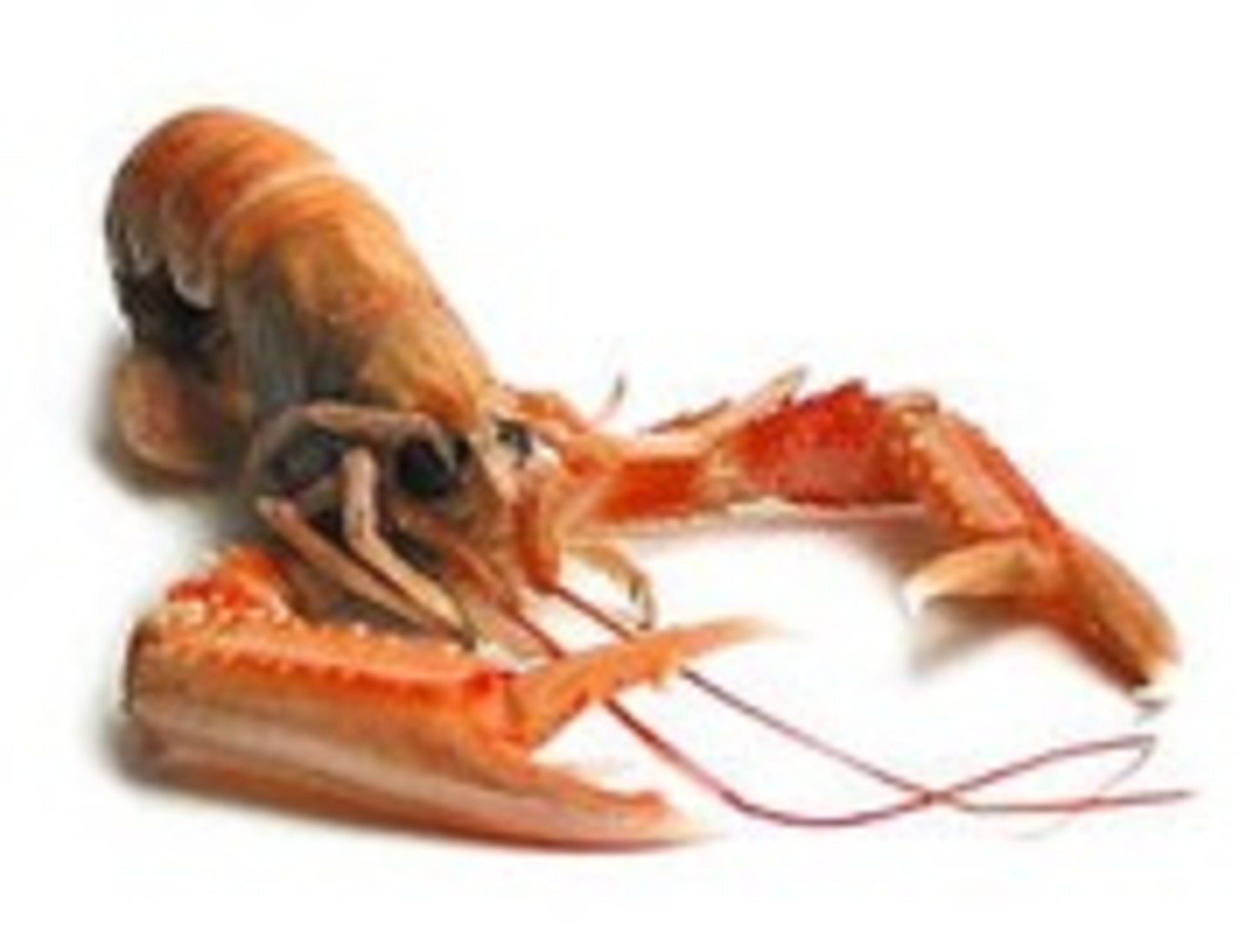 Is langoustine the same as lobster?