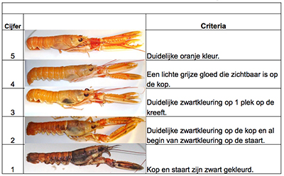 Is langoustine the same as scampi?