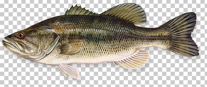 Is largemouth bass a bony fish?