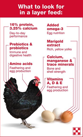 Is layer feed necessary for chickens?