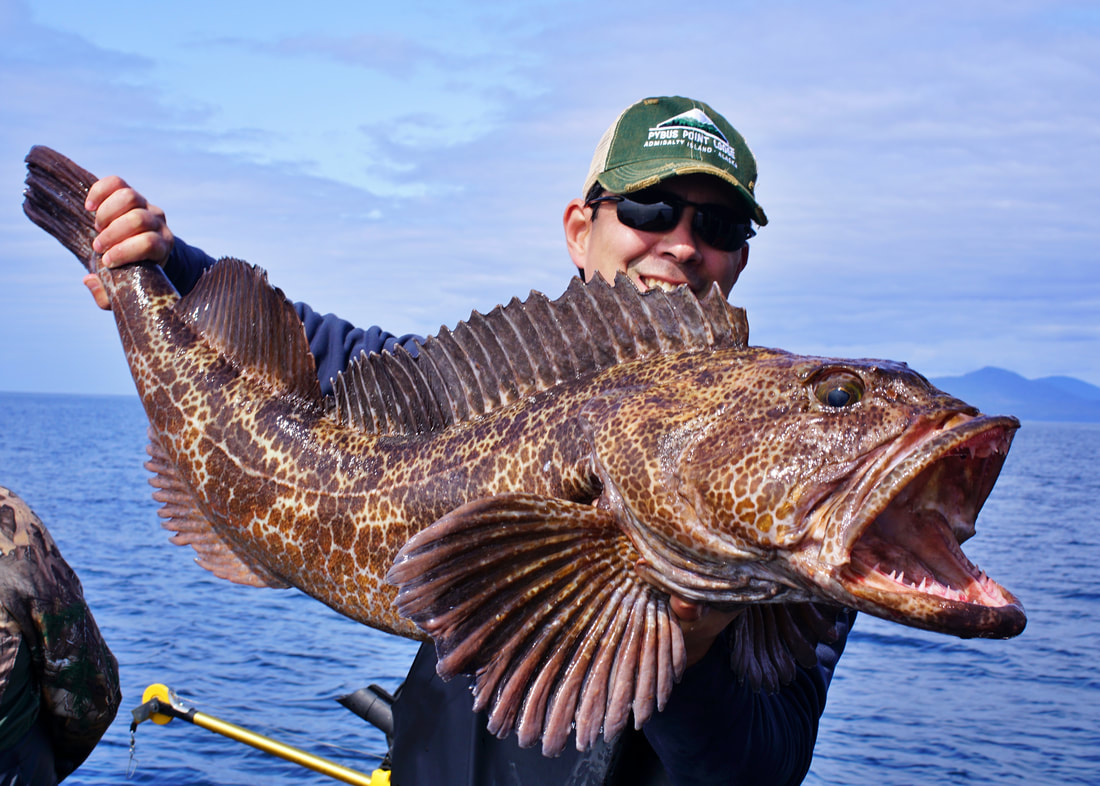 Is Lingcod hard to catch?