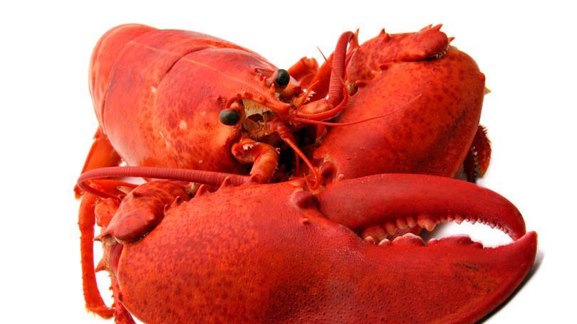Is live lobster better than frozen?